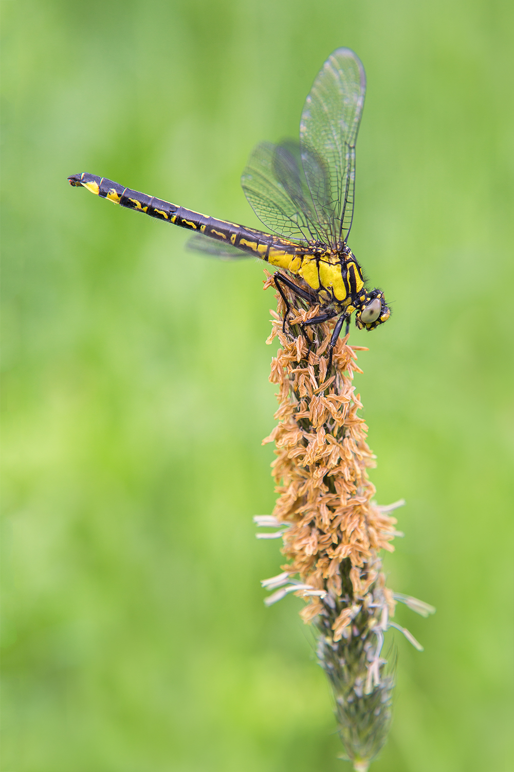Gomphus vulgatissimus - Mirosław Tran